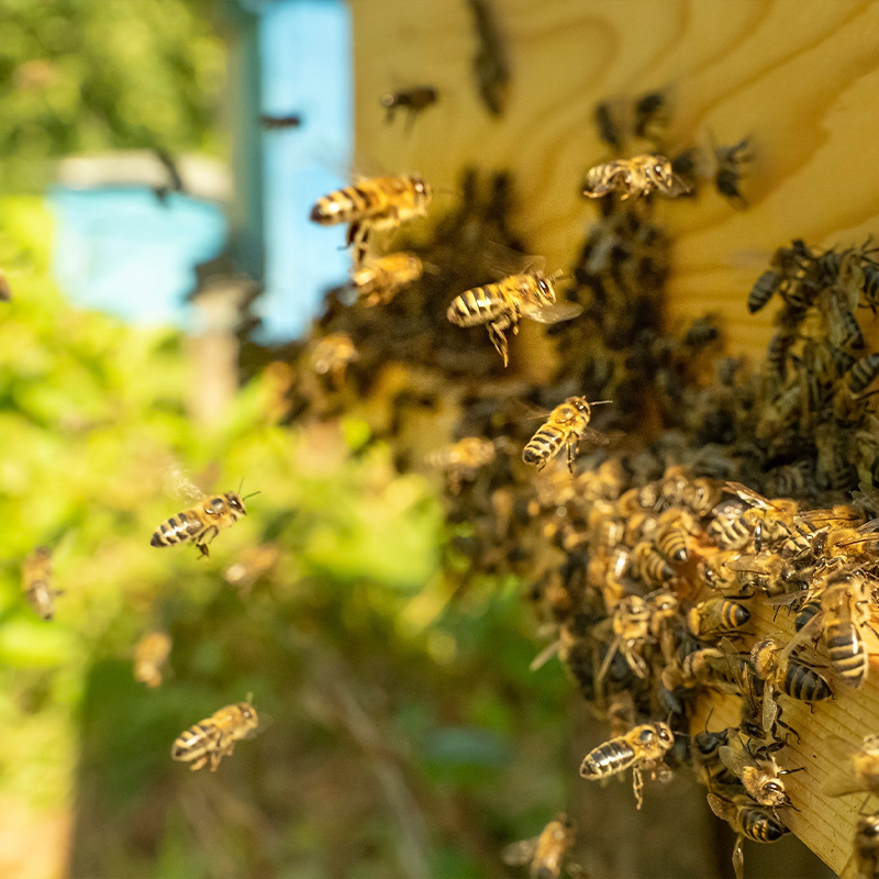 Sustainable Forestry