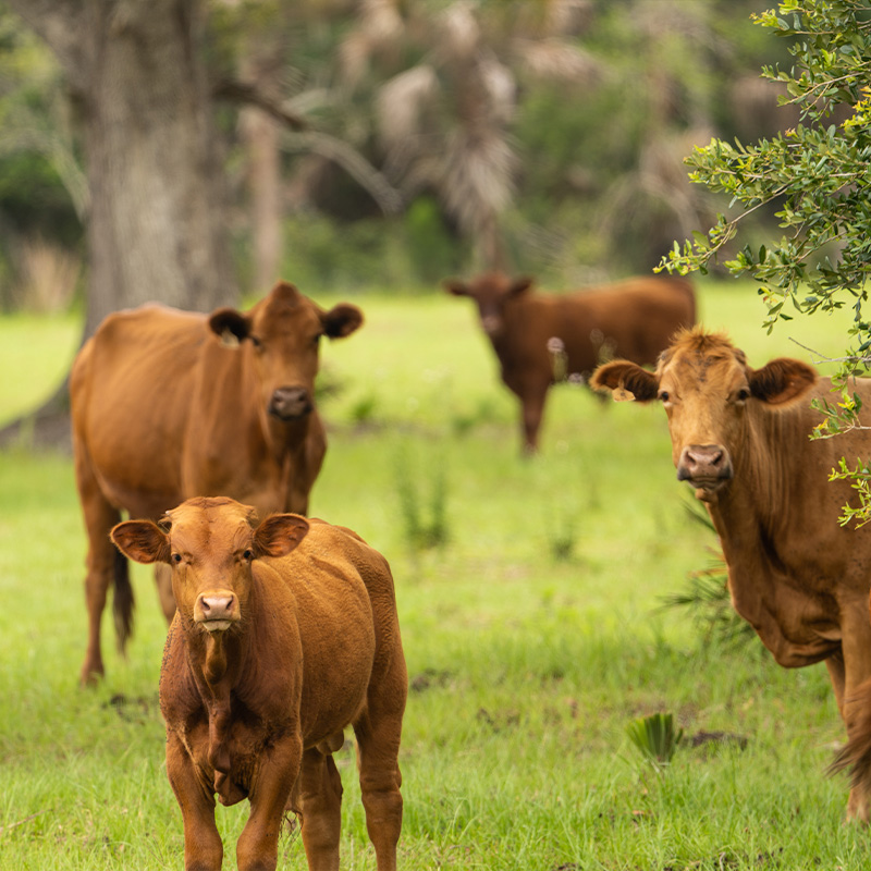 Sustainable Forestry